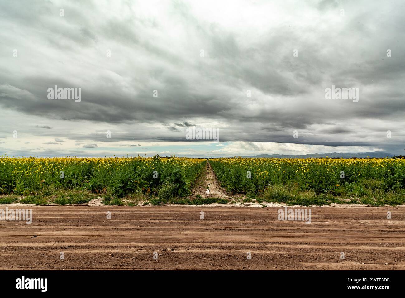 A field of mustard ready for harvest in Stanislaus county California in ...