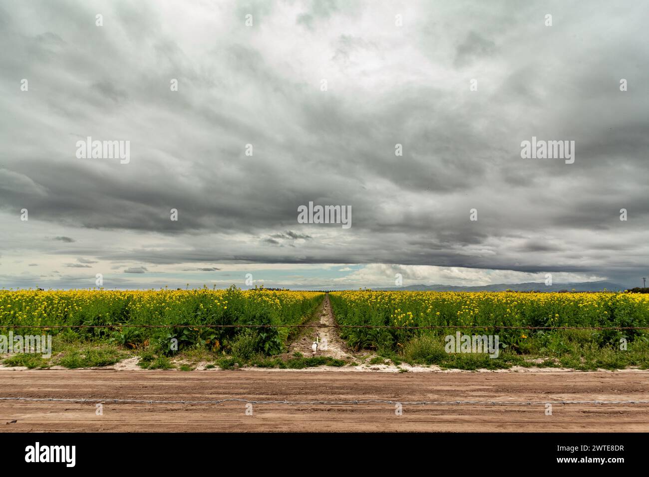 A field of mustard ready for harvest in Stanislaus county California in ...