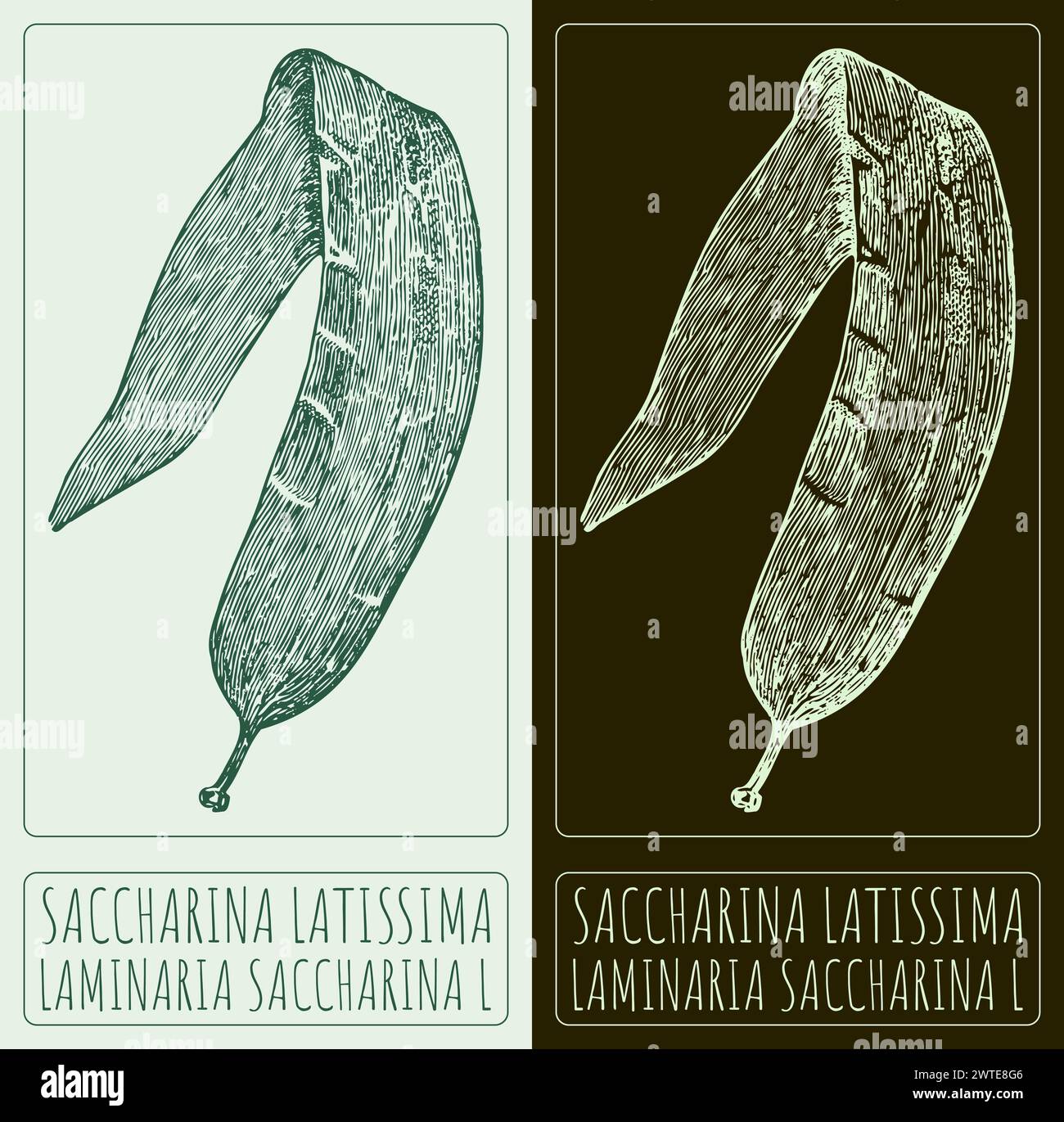 Vector drawing SACCHARINA LATISSIMA. Hand drawn illustration. The Latin ...