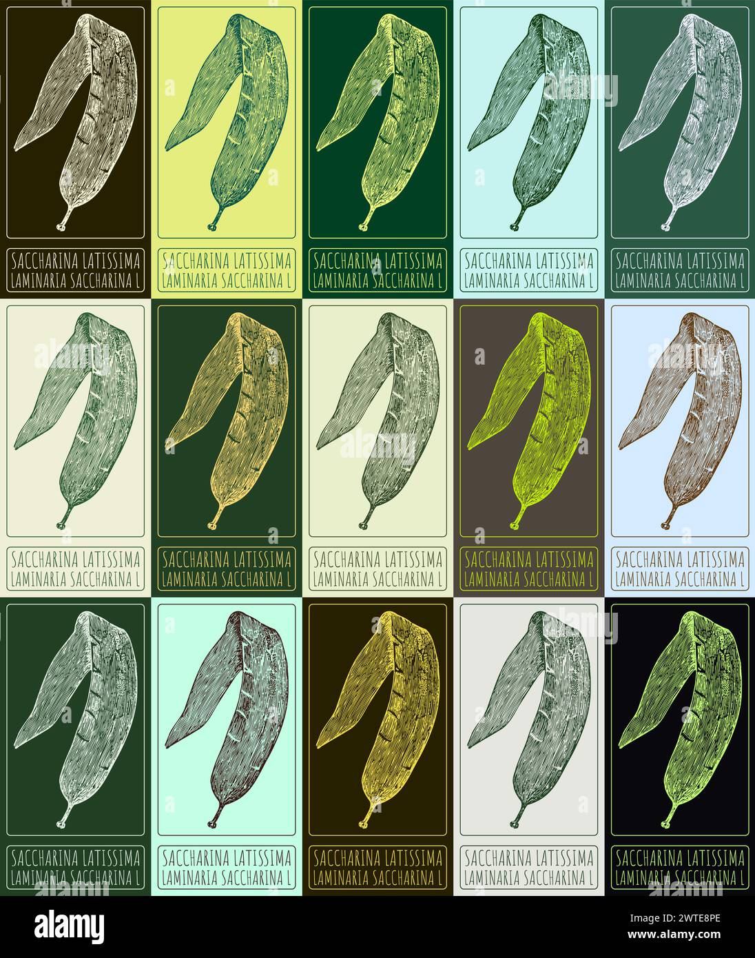 Set of vector drawing SACCHARINA LATISSIMA in various colors. The Latin ...
