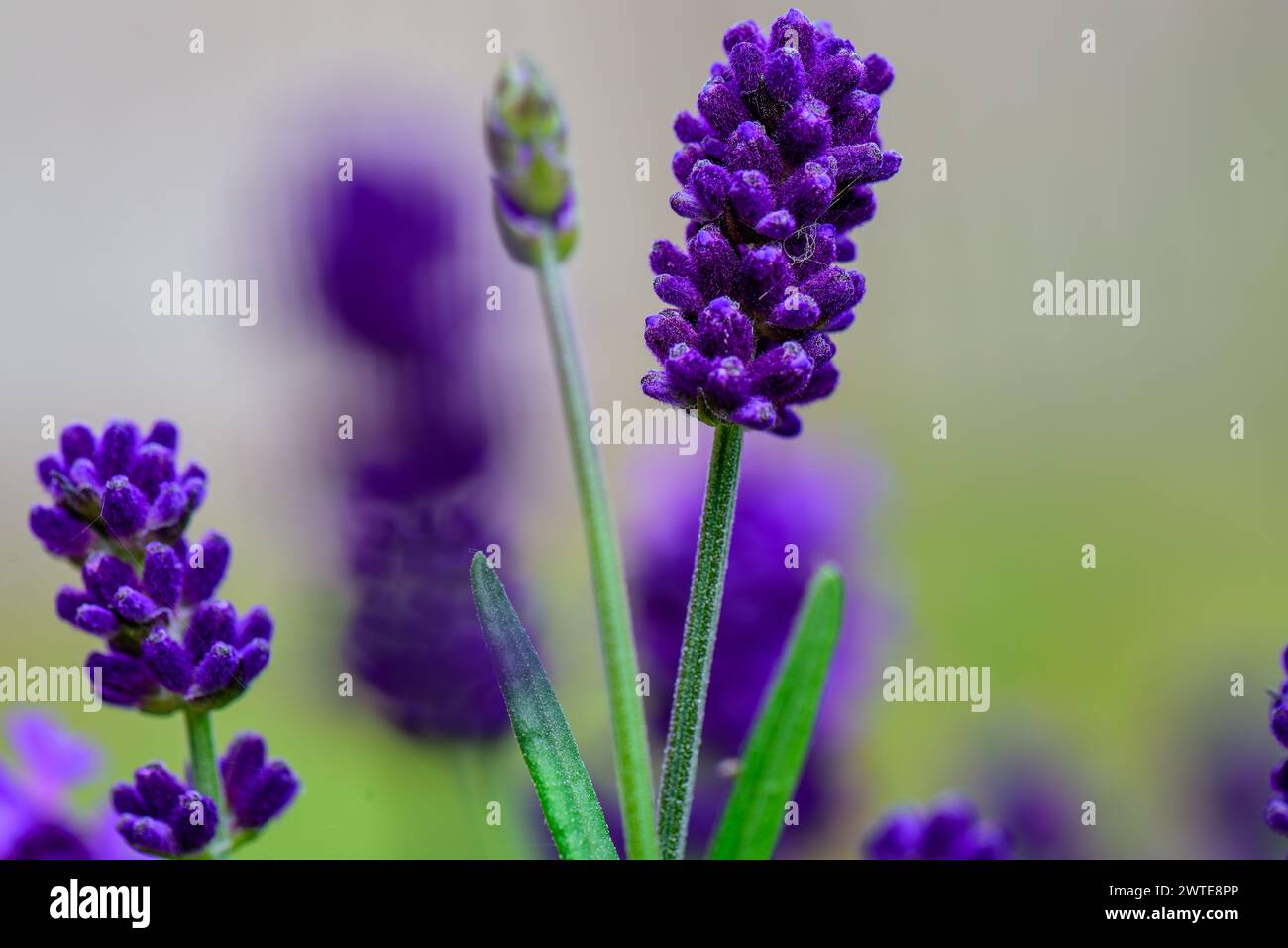 Lavender parts hi-res stock photography and images - Alamy