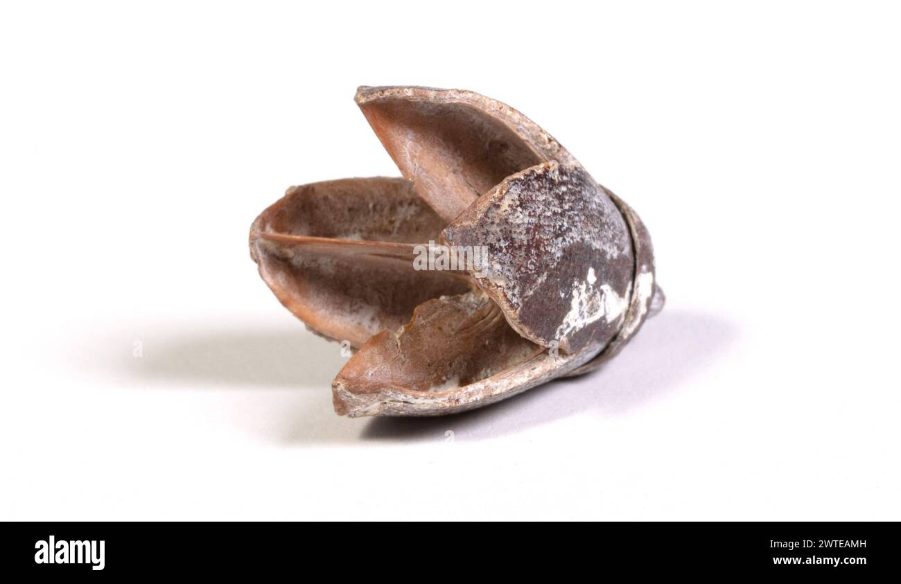 Open old seed, isolated on a white background Stock Photo - Alamy