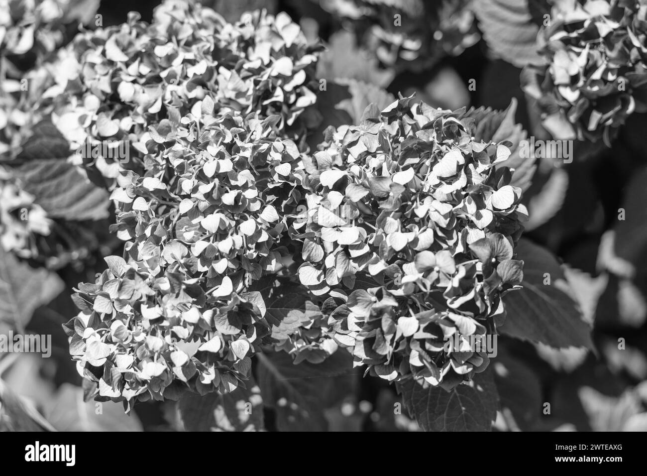 Flowers clusters of flowers Black and White Stock Photos & Images - Alamy