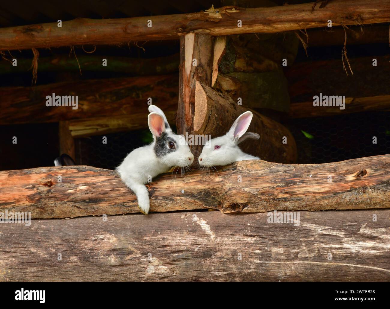 Rabbits interacting hi-res stock photography and images - Alamy