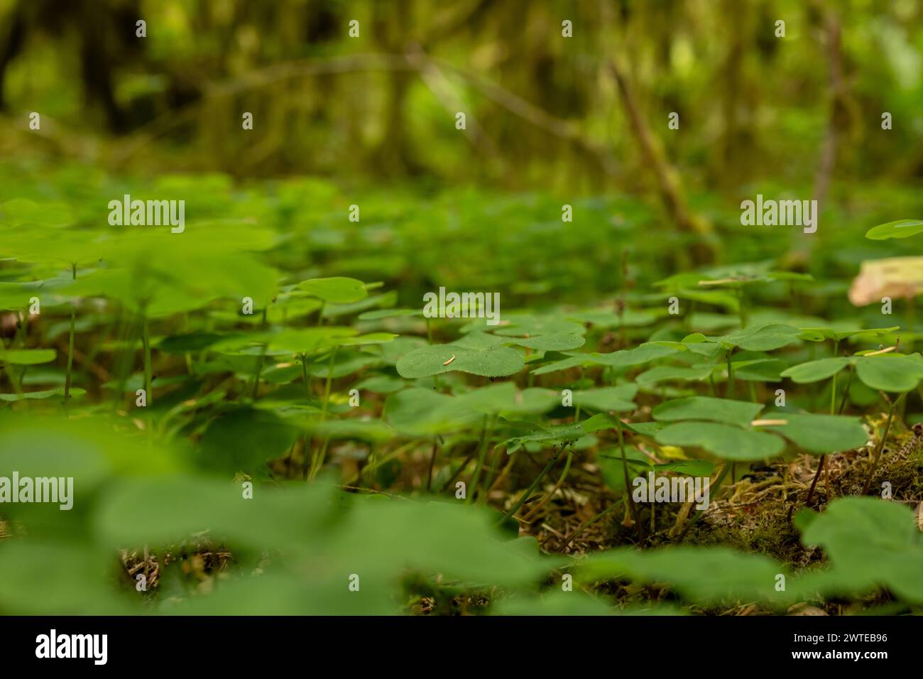 Low Angle of Clover Covering Forest Floor in Olympic National Park ...
