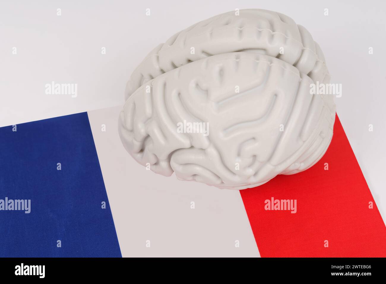 A plastic brain model is placed on top of the French flag. The image ...