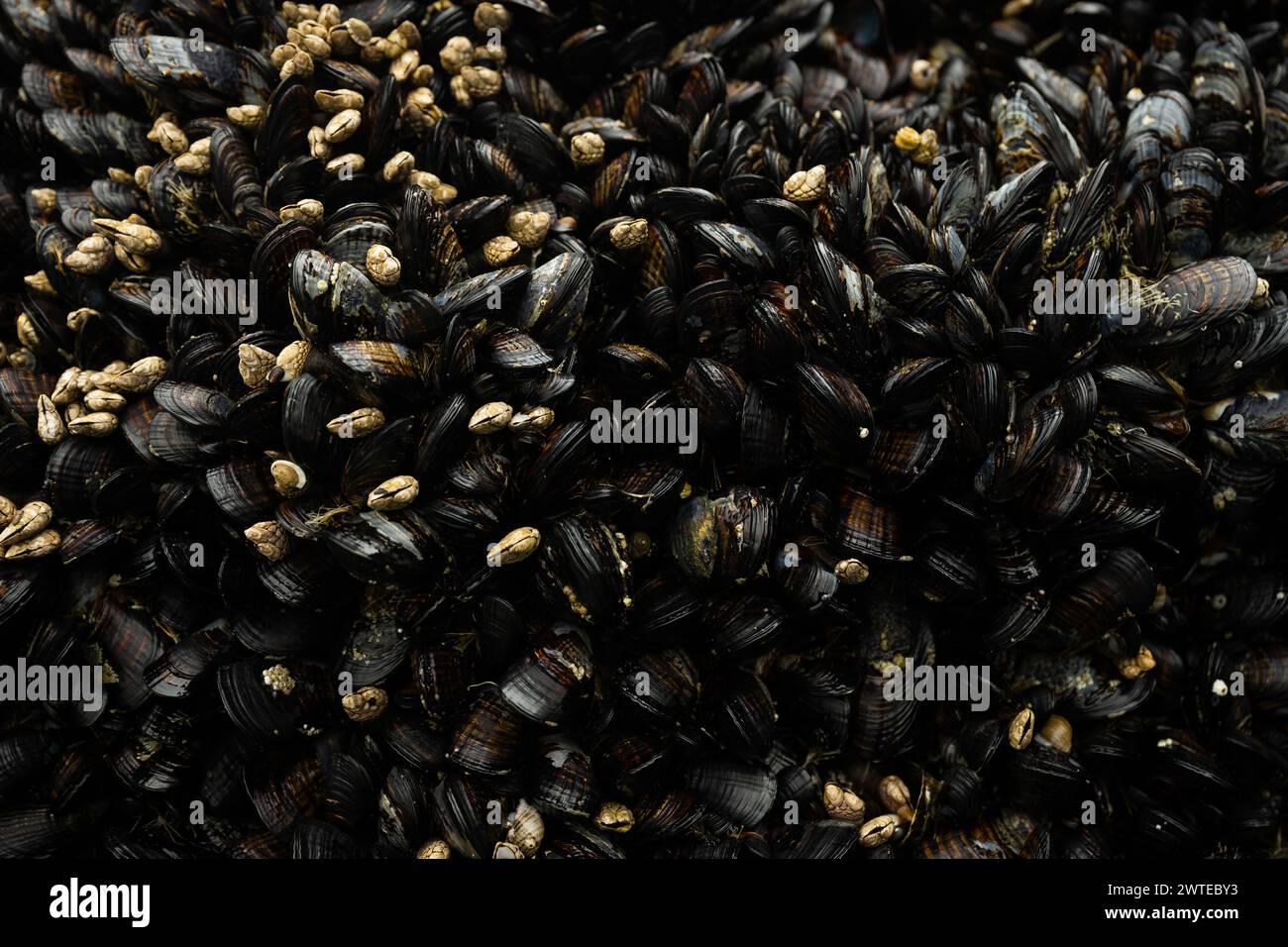 Black striped mussels hi-res stock photography and images - Alamy