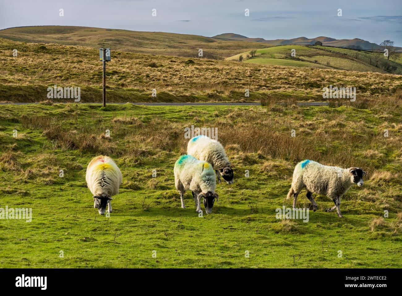 Sheep graze on Longstone Fell, also known as Langstn Fell, off the ...