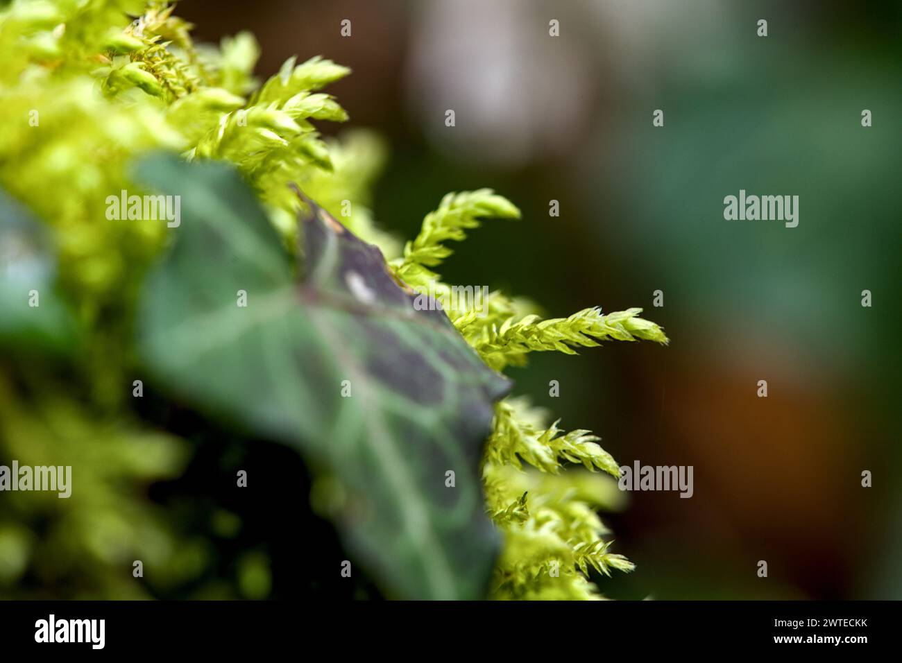 Macro of blooming moola, moss in a forest with many details Stock Photo ...
