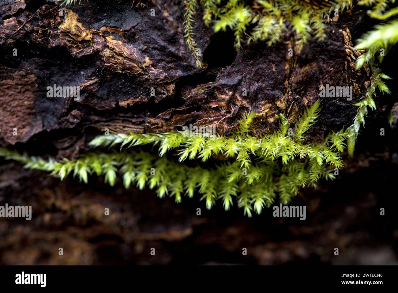 Macro of blooming moola, moss in a forest with many details Stock Photo ...