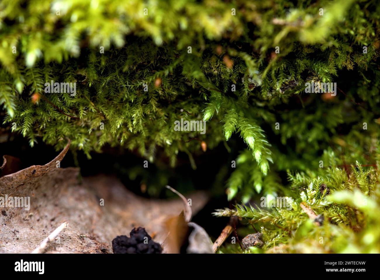 Macro of blooming moola, moss in a forest with many details Stock Photo ...