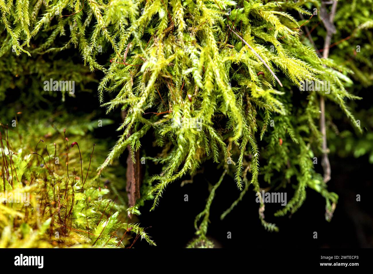 Macro of blooming moola, moss in a forest with many details Stock Photo ...