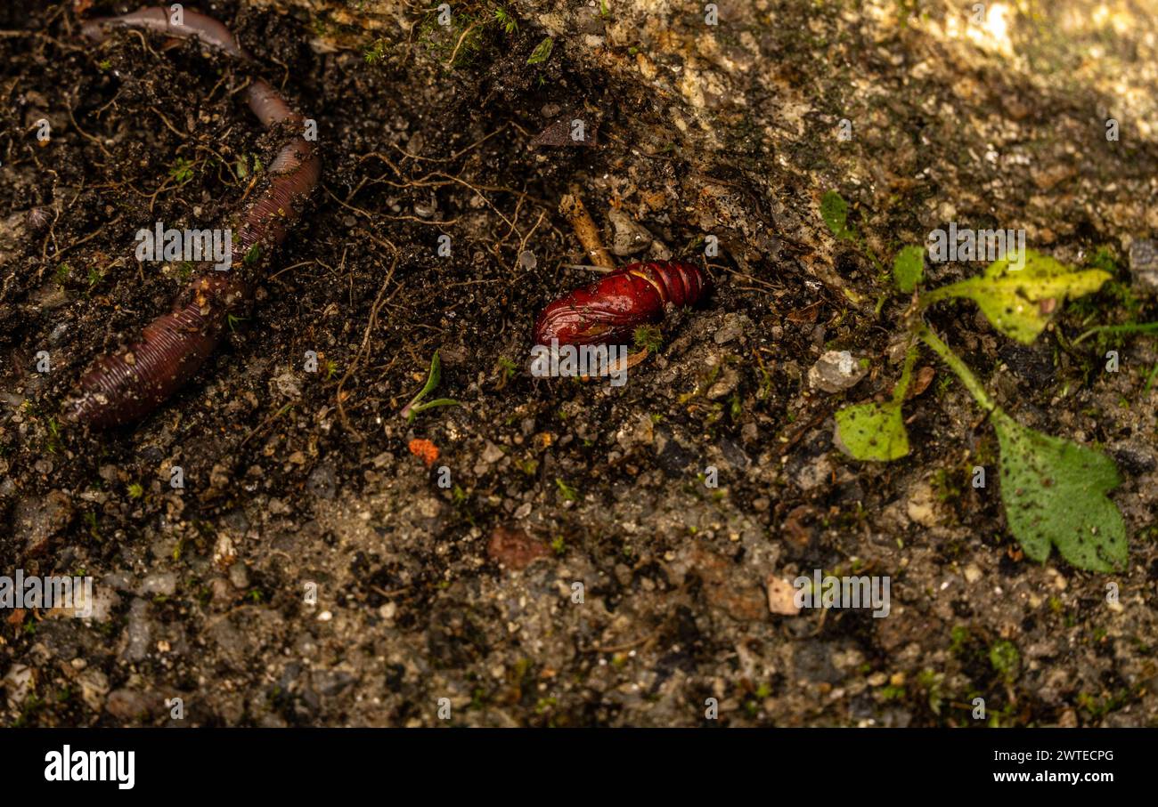 Insect and worm pupa Stock Photo - Alamy