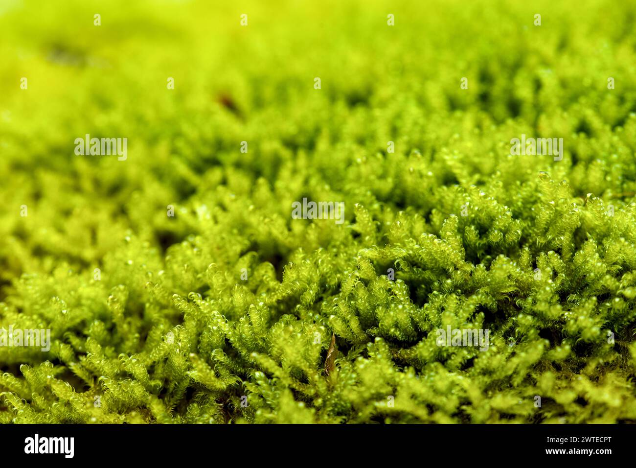 Macro of blooming moola, moss in a forest with many details Stock Photo ...