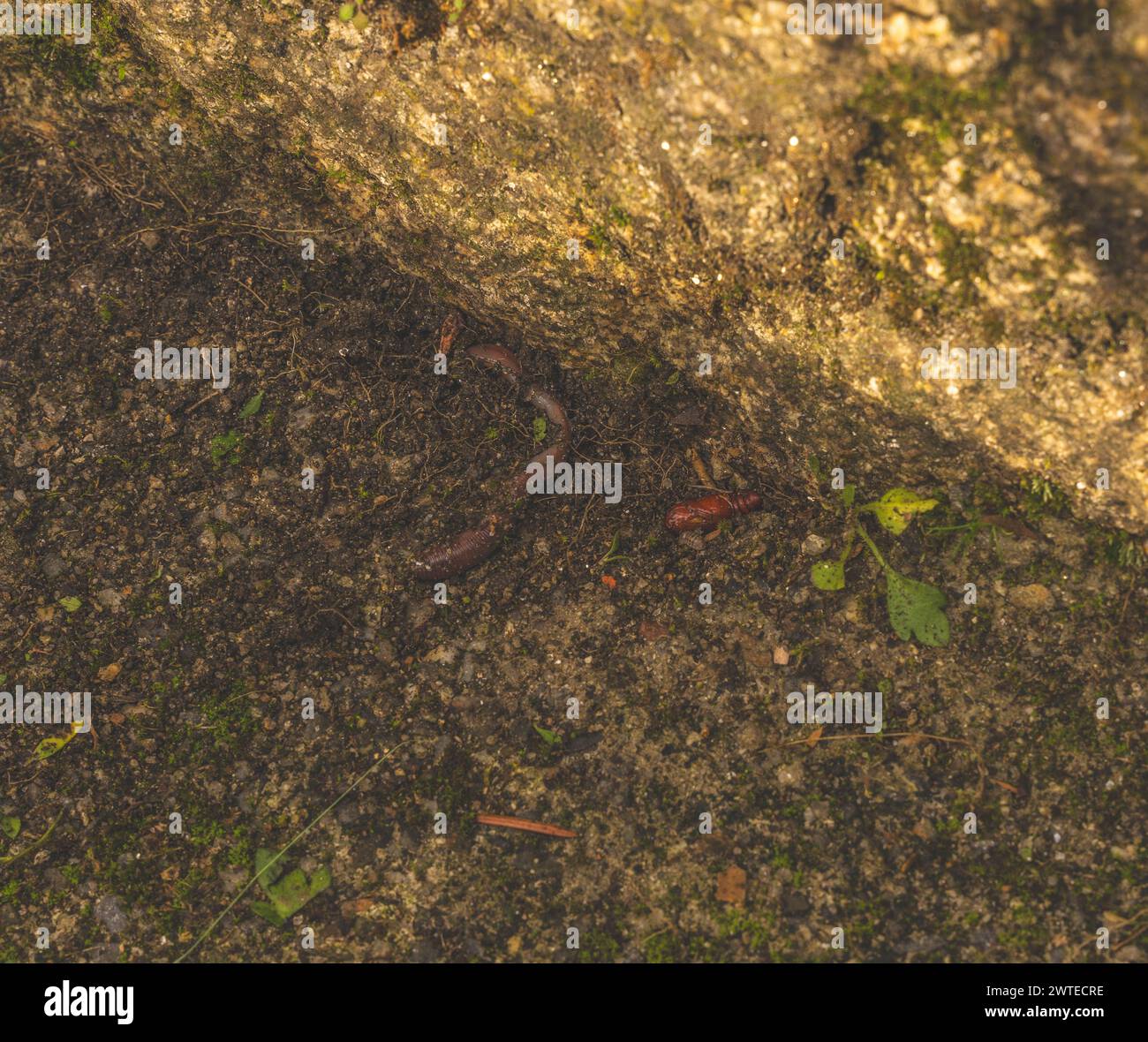 Insect and worm pupa Stock Photo - Alamy