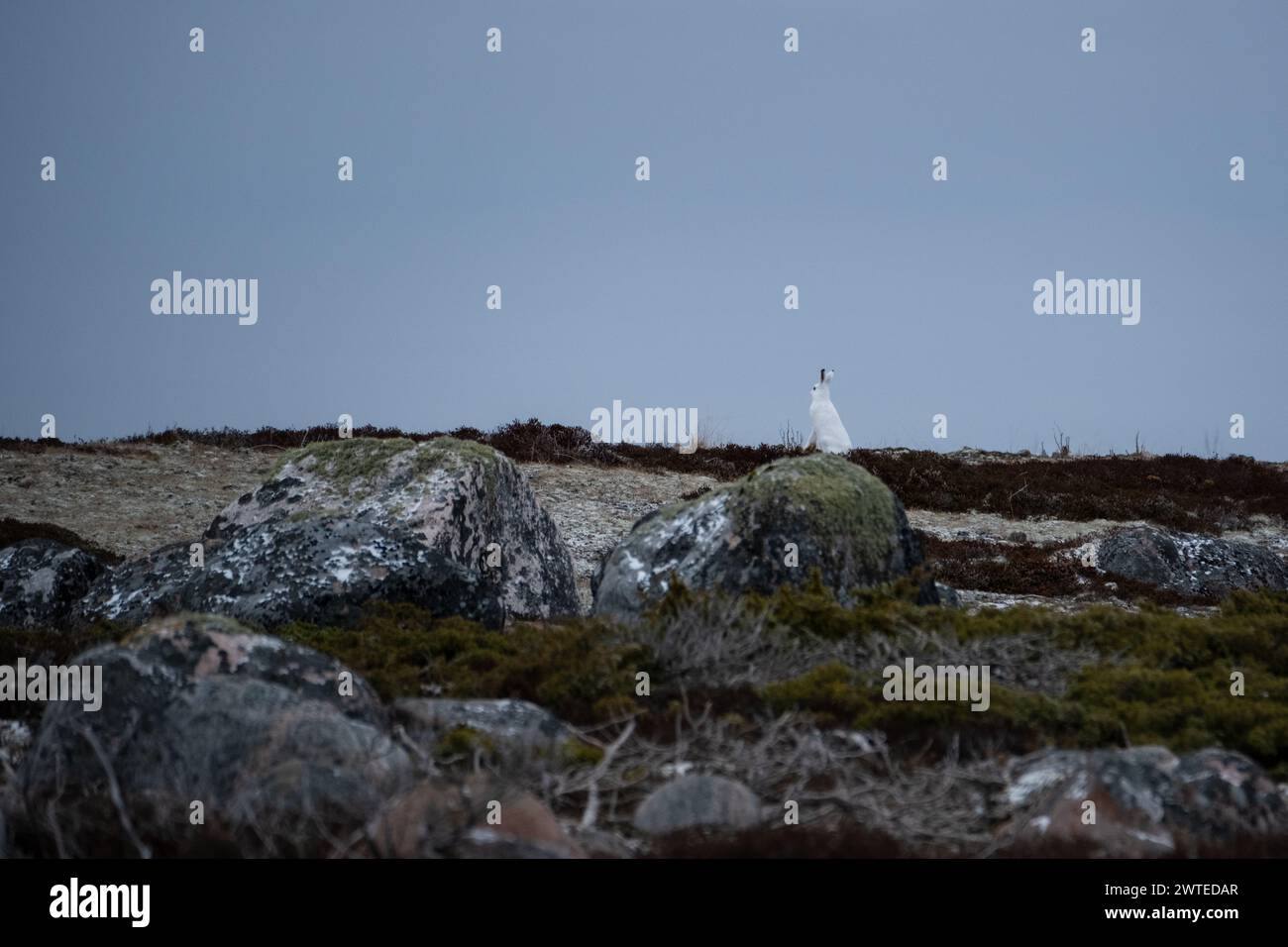 JURMO, REMOTE BALTIC SEA ISLAND, IN FREEZING FOG: A foggy winter day in ...