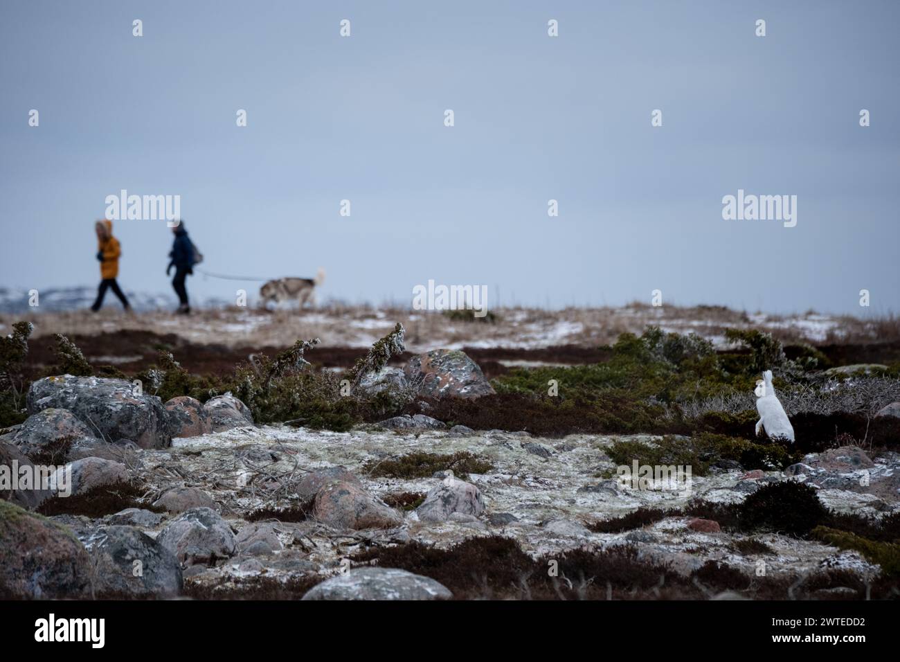 JURMO, REMOTE BALTIC SEA ISLAND, IN FREEZING FOG: A foggy winter day in ...