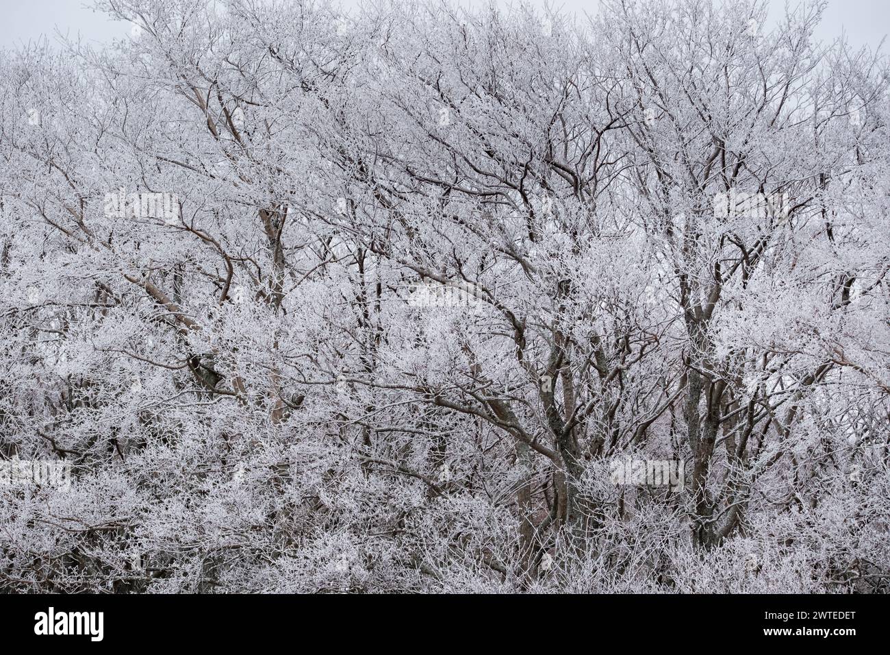 ICE COVERED BUSHES AND TREES, JURMO, REMOTE BALTIC SEA ISLAND, FREEZING ...