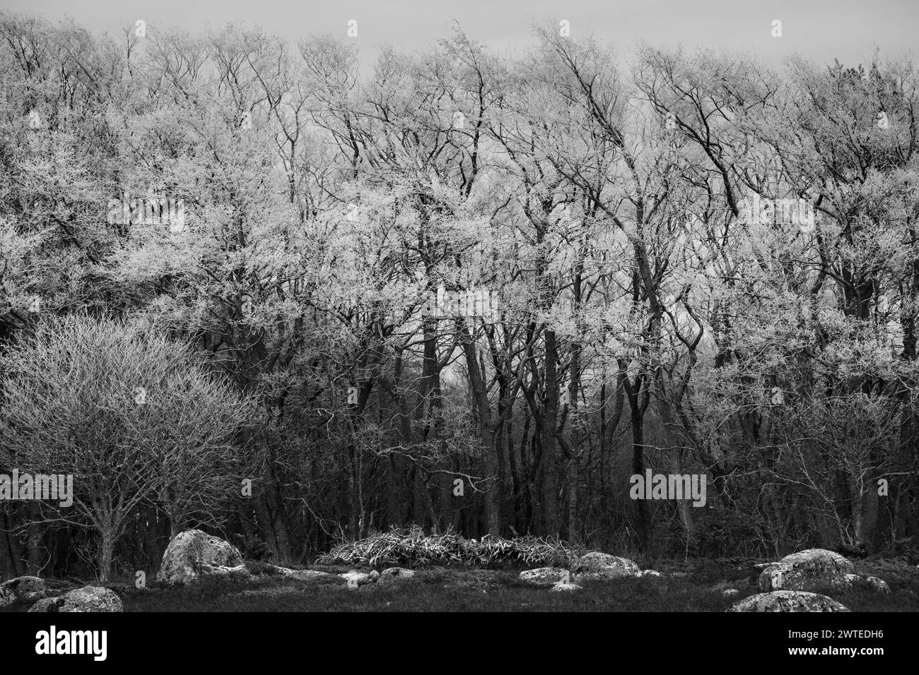 ICE COVERED BUSHES AND TREES, JURMO, REMOTE BALTIC SEA ISLAND, FREEZING ...