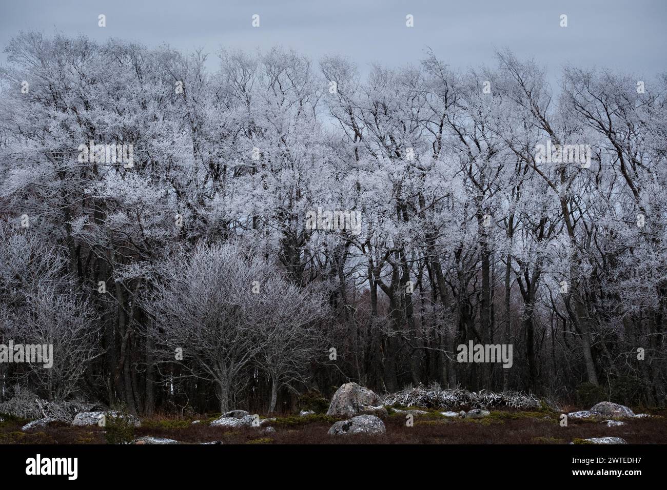 ICE COVERED BUSHES AND TREES, JURMO, REMOTE BALTIC SEA ISLAND, FREEZING ...