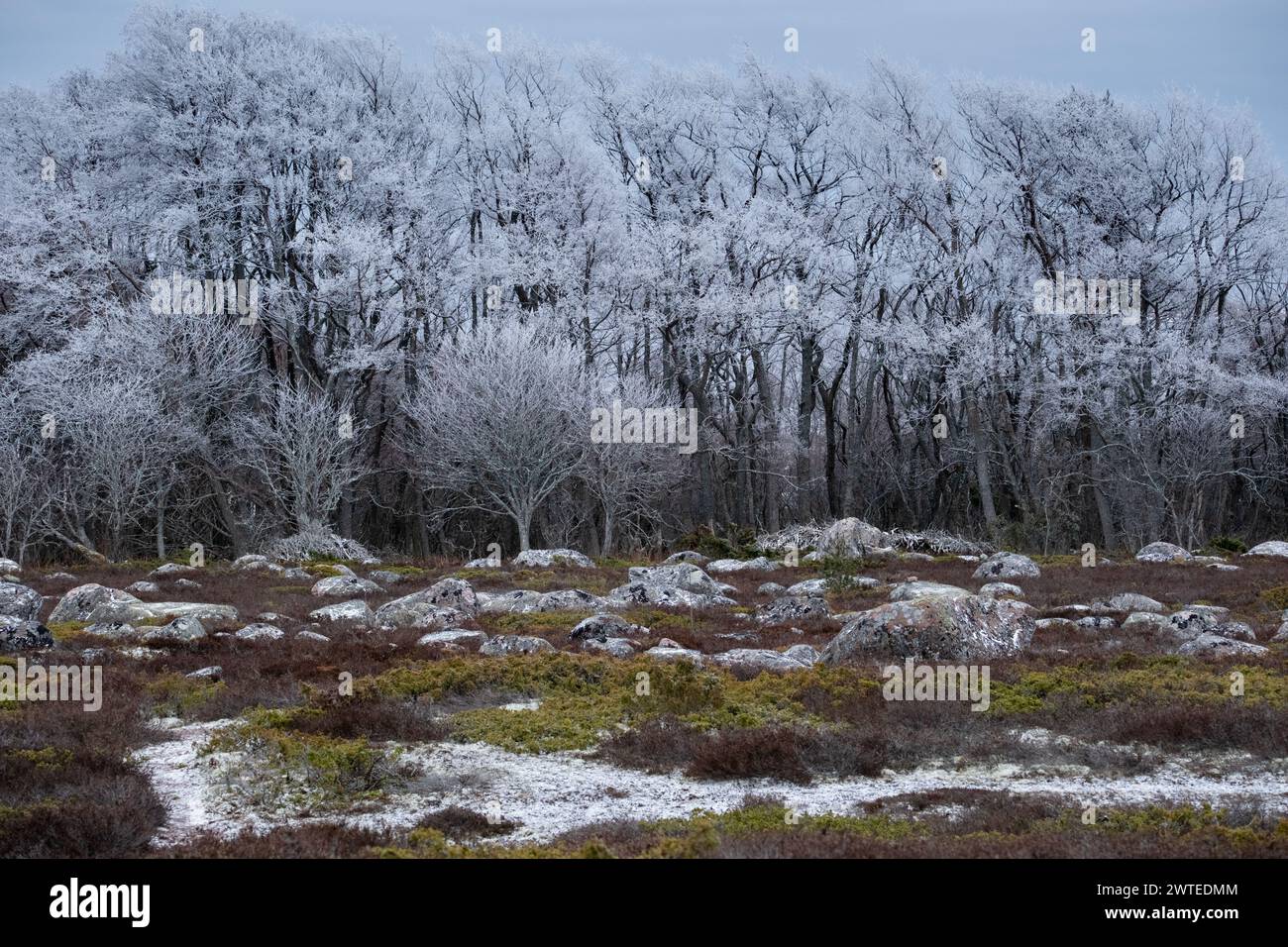 FIELD OF GACIAL ERRATIC ROCKS, ICE FOREST, JURMO, REMOTE BALTIC SEA ...