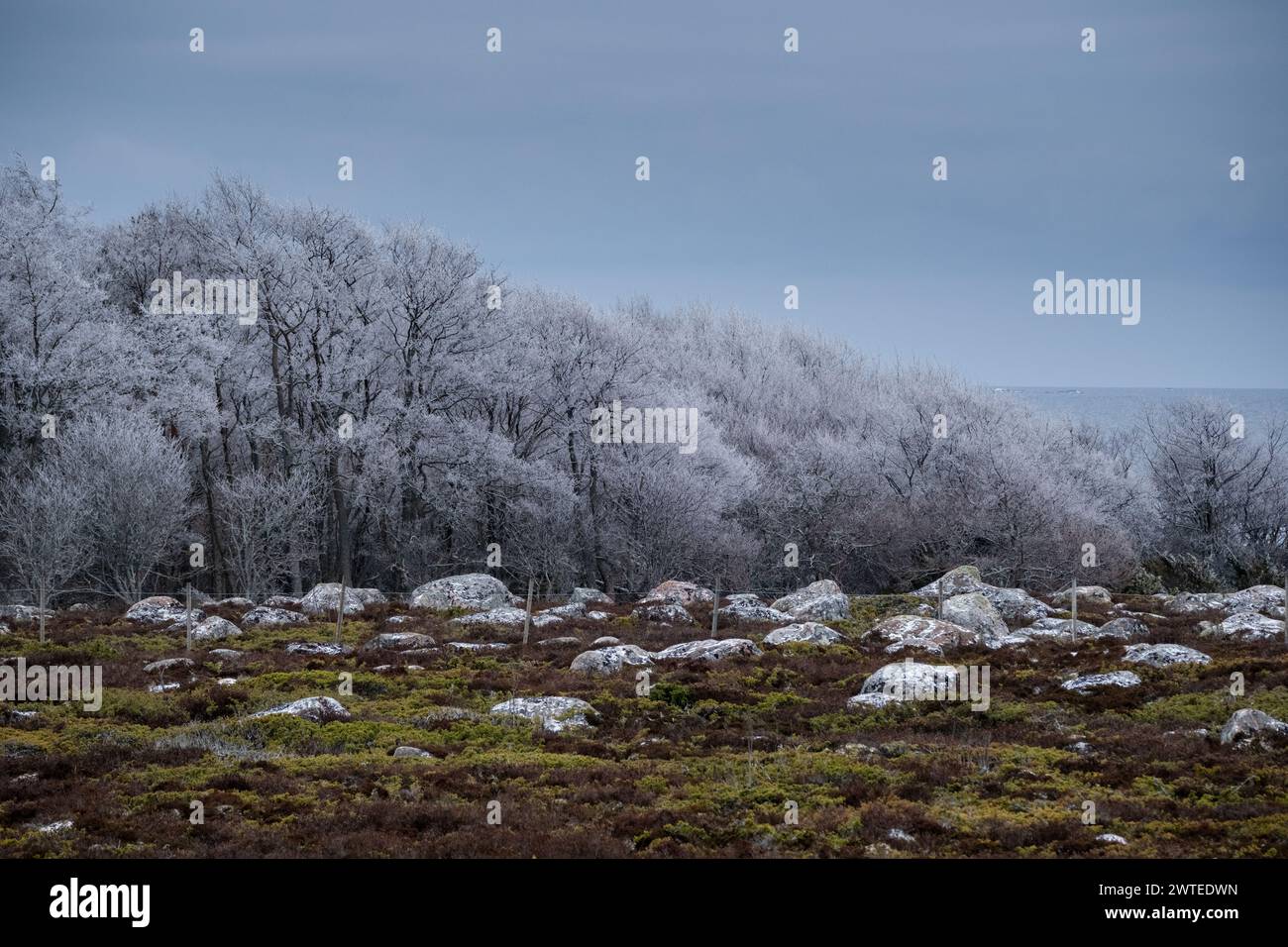 FIELD OF GACIAL ERRATIC ROCKS, ICE FOREST, JURMO, REMOTE BALTIC SEA ...