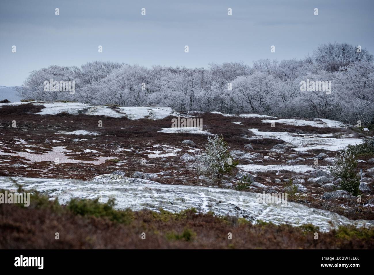 ICE COVERED BUSHES AND TREES, JURMO, REMOTE BALTIC SEA ISLAND, FREEZING ...