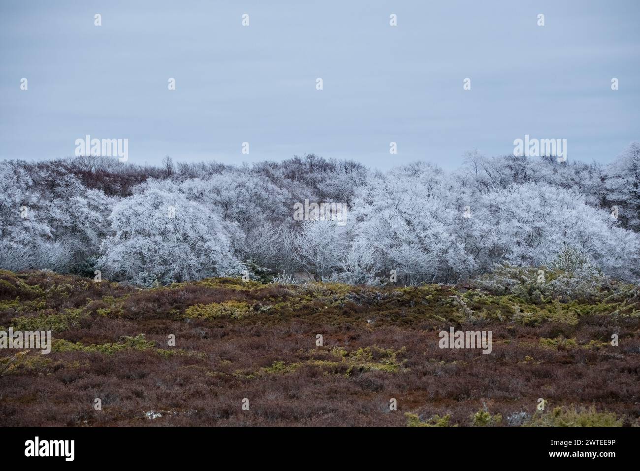 ICE COVERED BUSHES AND TREES, JURMO, REMOTE BALTIC SEA ISLAND, FREEZING ...