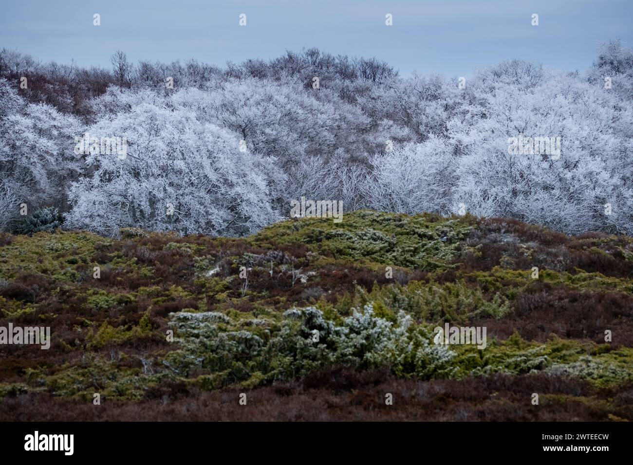 ICE COVERED BUSHES AND TREES, JURMO, REMOTE BALTIC SEA ISLAND, FREEZING ...
