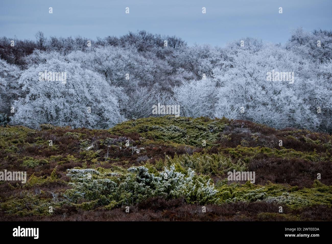 ICE COVERED BUSHES AND TREES, JURMO, REMOTE BALTIC SEA ISLAND, FREEZING ...
