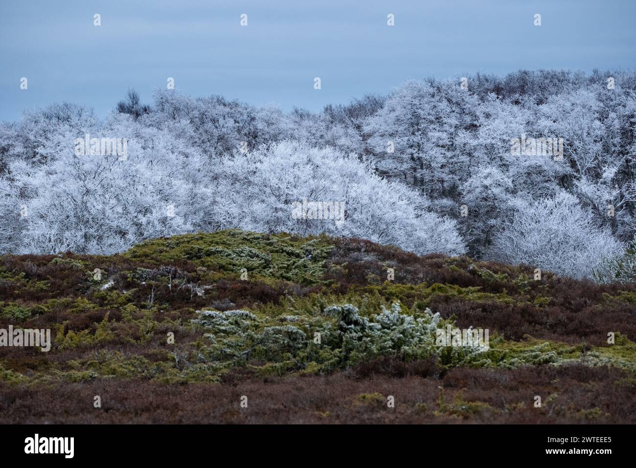 ICE COVERED BUSHES AND TREES, JURMO, REMOTE BALTIC SEA ISLAND, FREEZING ...