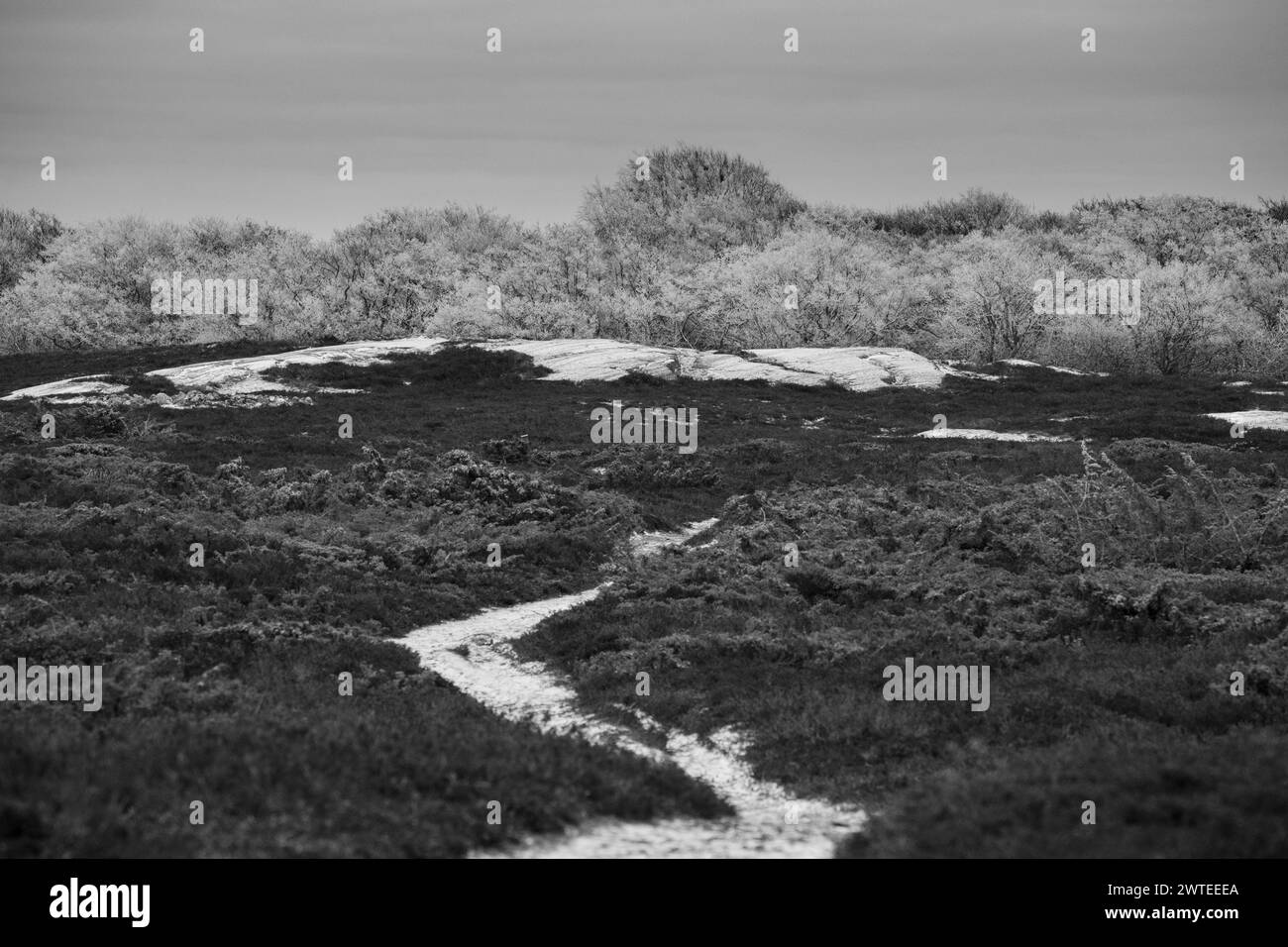 SNOW COVERED, WINDING PATH, LONLEY ROAD, DESOLATE LANDSCAPE: A snow ...