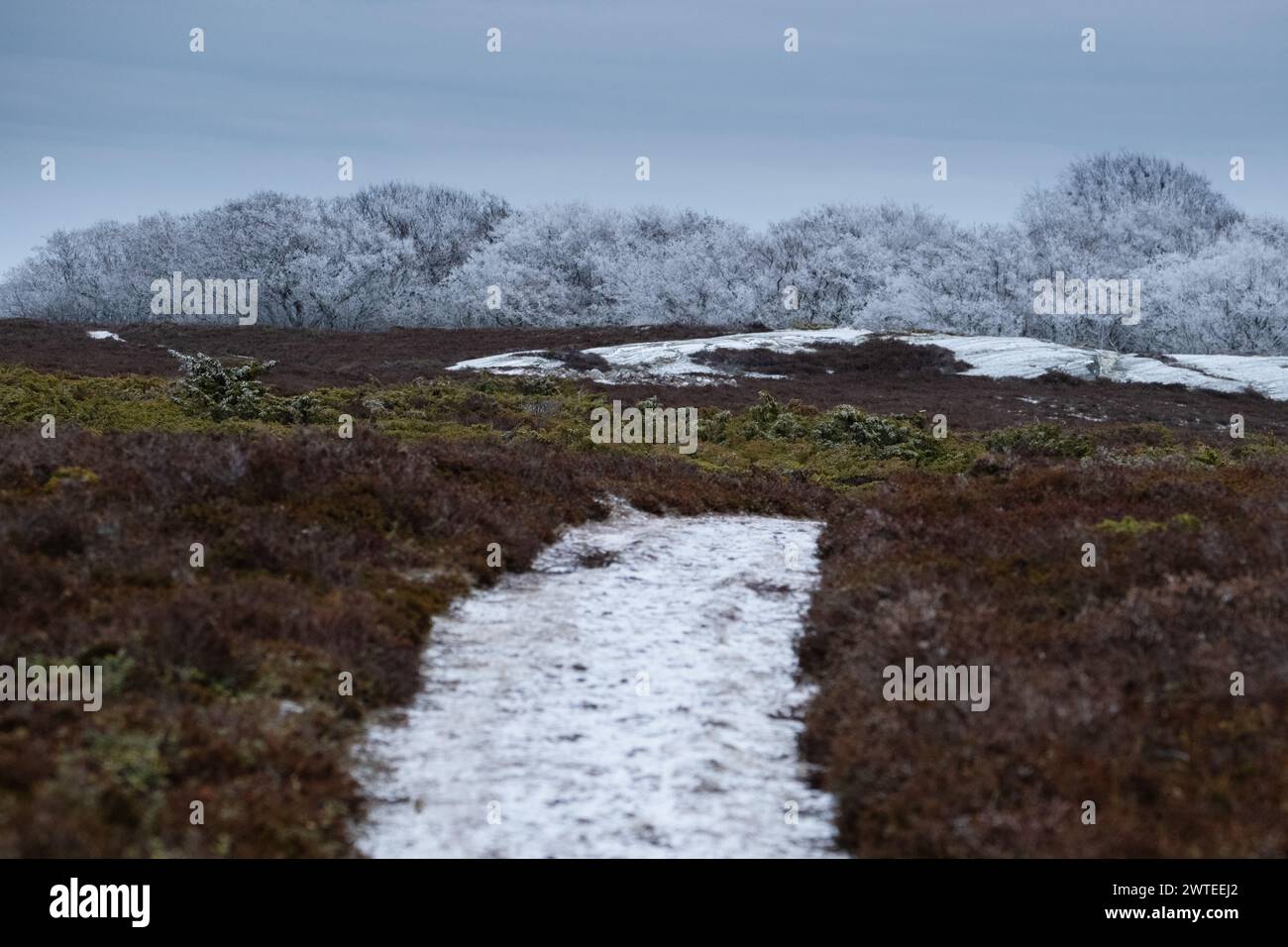 SNOW COVERED, WINDING PATH, LONLEY ROAD, DESOLATE LANDSCAPE: A snow ...