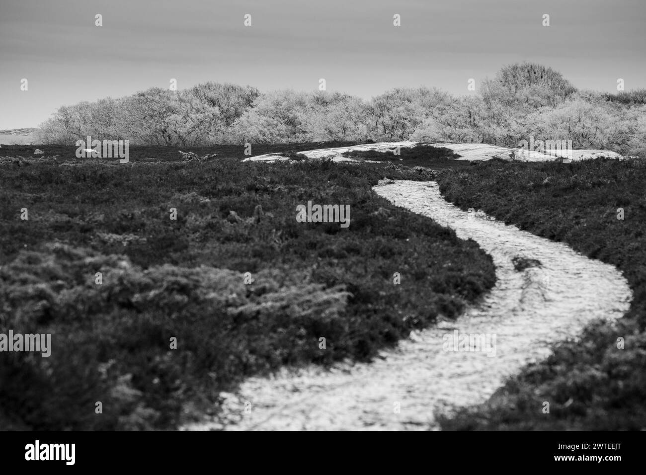 SNOW COVERED, WINDING PATH, LONLEY ROAD, DESOLATE LANDSCAPE: A snow ...