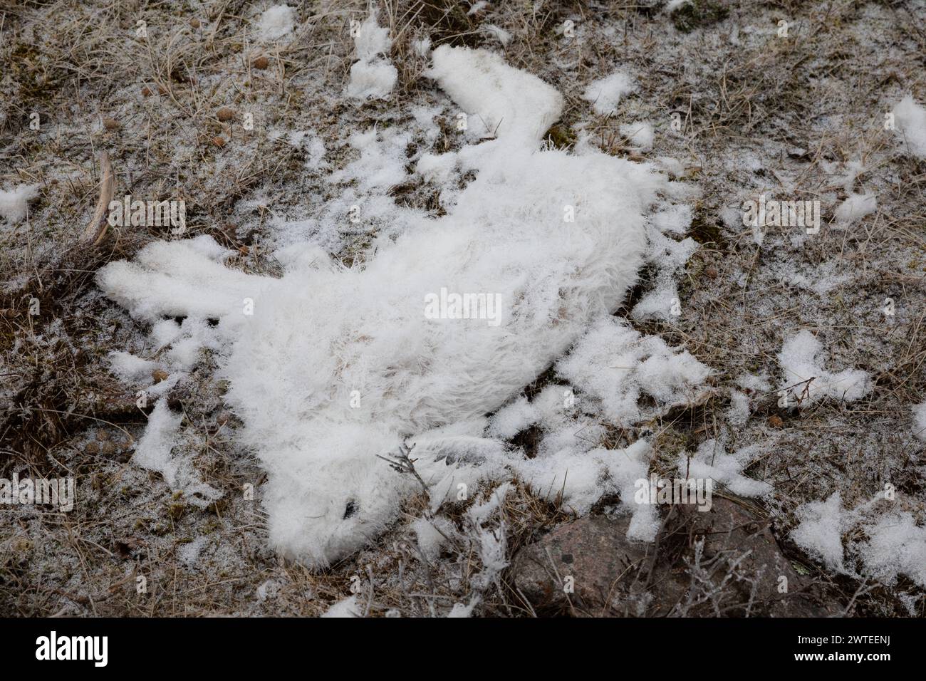 JURMO, REMOTE BALTIC SEA ISLAND, IN FREEZING FOG: A foggy winter day in ...