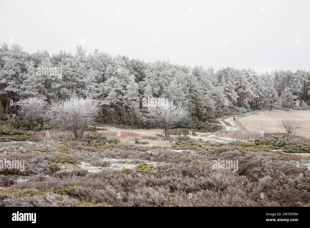 JURMO, REMOTE BALTIC SEA ISLAND, IN FREEZING FOG: A foggy winter day in ...