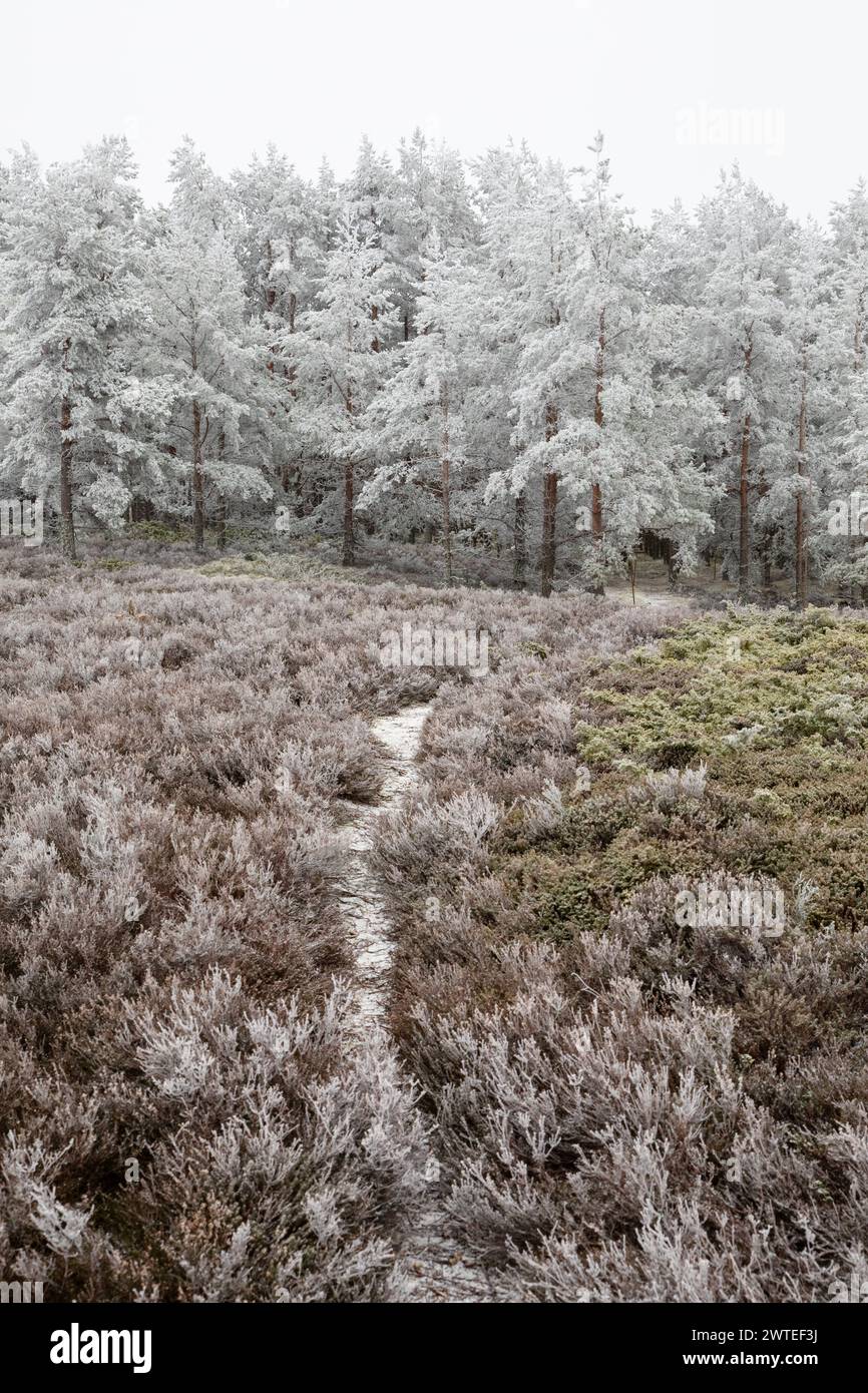 JURMO, REMOTE BALTIC SEA ISLAND, IN FREEZING FOG: A foggy winter day in ...