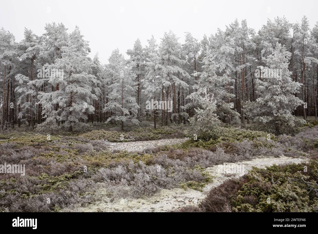 JURMO, REMOTE BALTIC SEA ISLAND, IN FREEZING FOG: A foggy winter day in ...