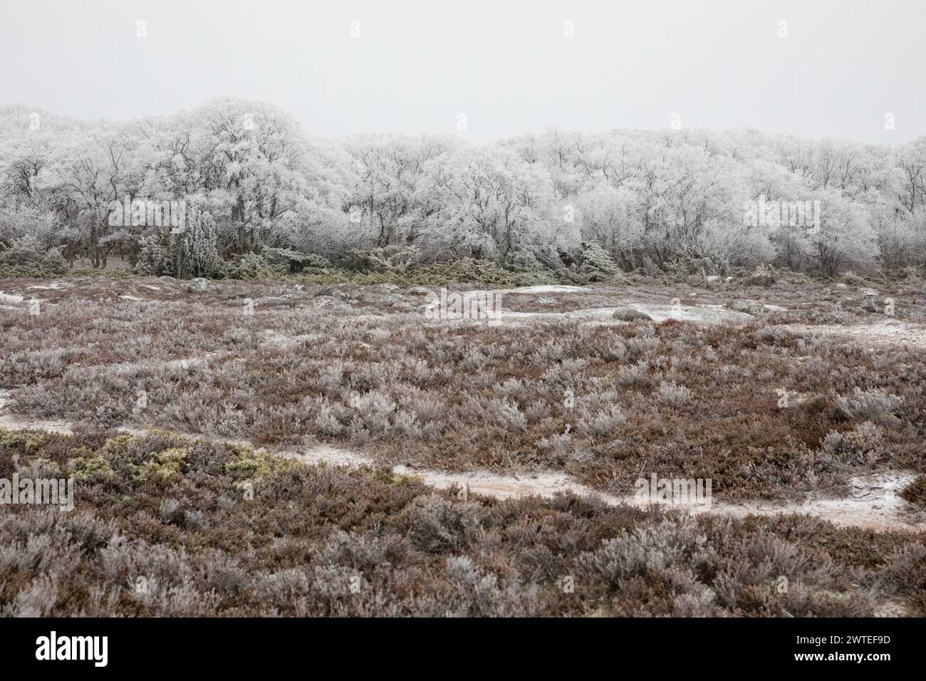 JURMO, REMOTE BALTIC SEA ISLAND, IN FREEZING FOG: A foggy winter day in ...