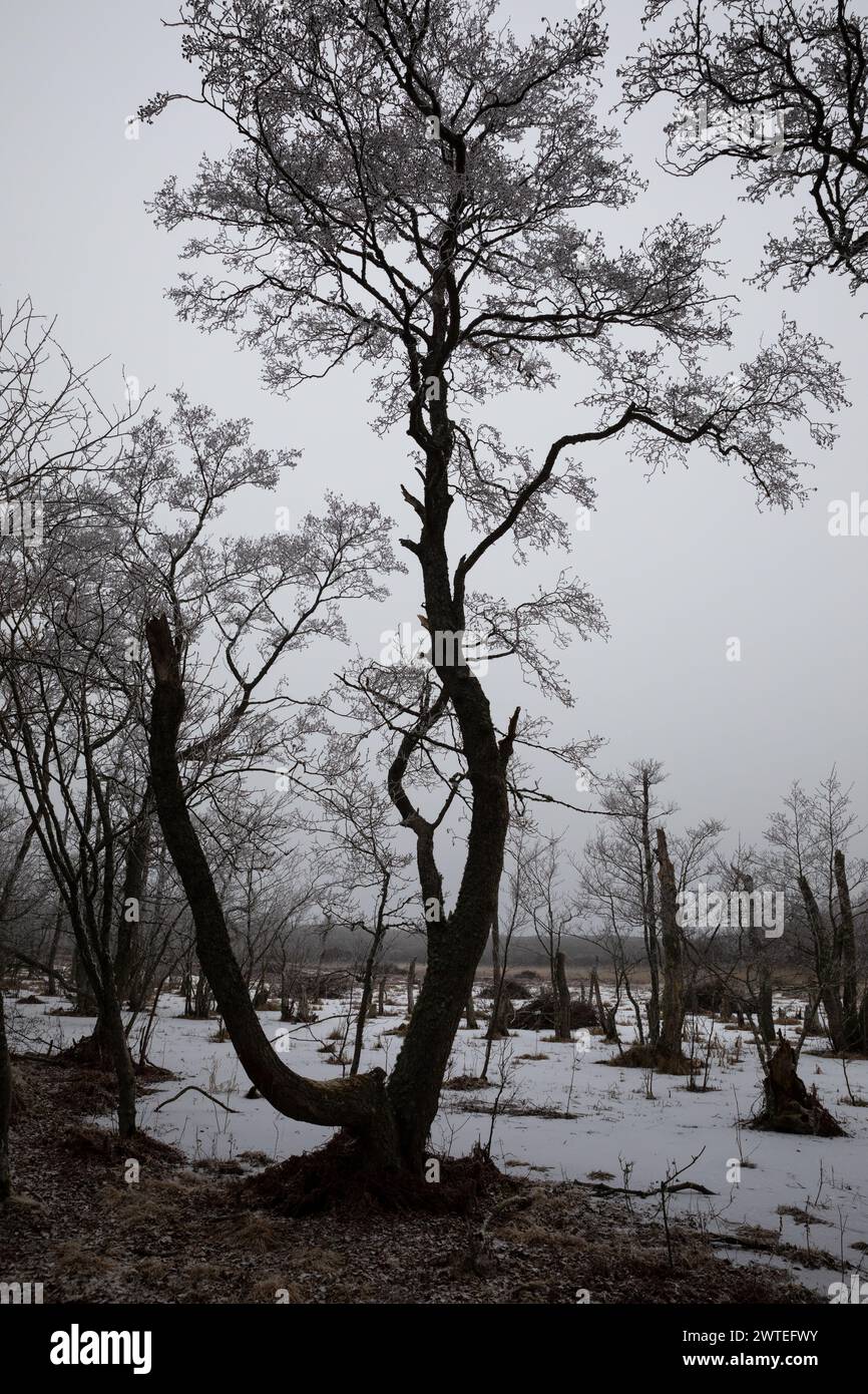 SUNKEN SWAMP FOREST IN ICE, JURMO, REMOTE BALTIC SEA ISLAND, IN ...