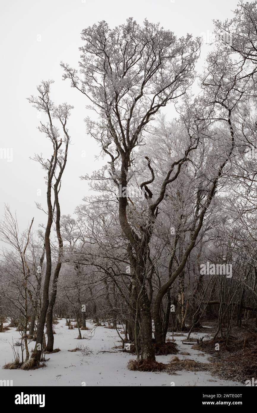 SUNKEN SWAMP FOREST IN ICE, JURMO, REMOTE BALTIC SEA ISLAND, IN ...