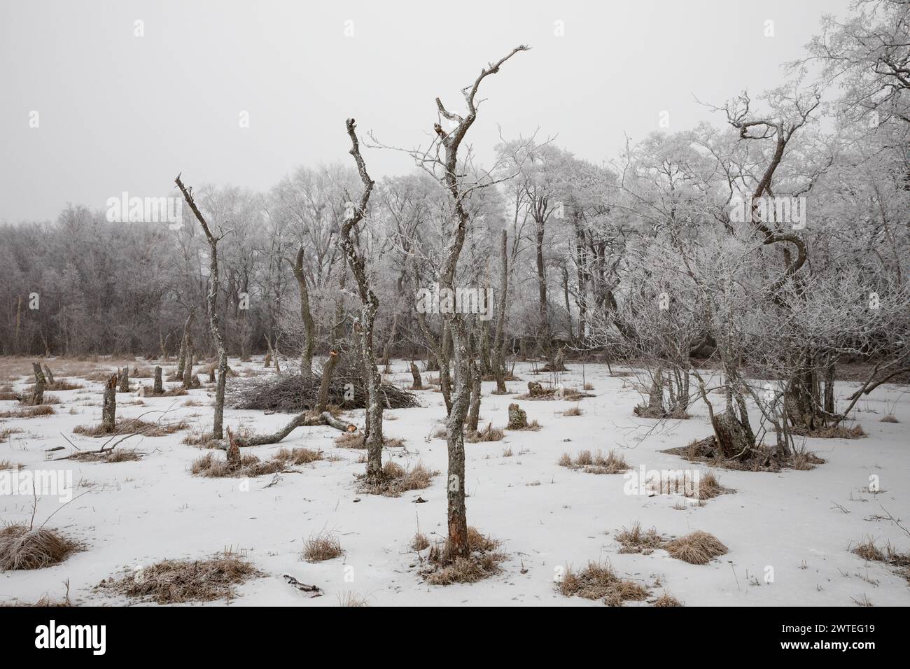 SUNKEN SWAMP FOREST IN ICE, JURMO, REMOTE BALTIC SEA ISLAND, IN ...