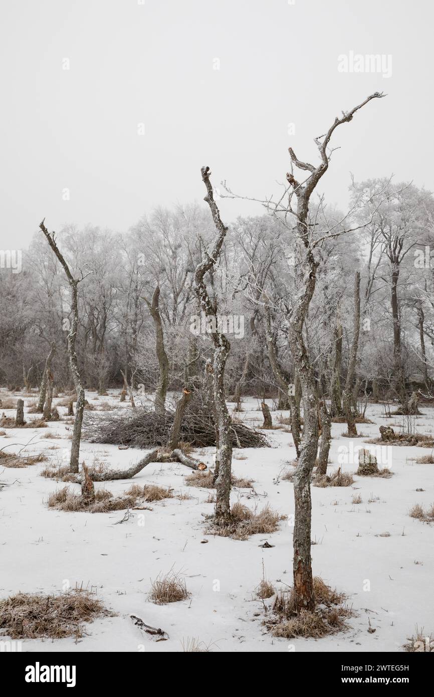 SUNKEN SWAMP FOREST IN ICE, JURMO, REMOTE BALTIC SEA ISLAND, IN ...
