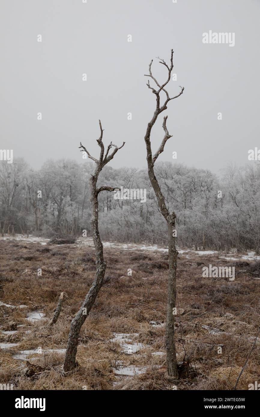 SUNKEN SWAMP FOREST IN ICE, JURMO, REMOTE BALTIC SEA ISLAND, IN ...