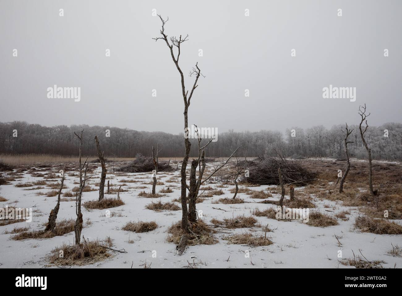 SUNKEN SWAMP FOREST IN ICE, JURMO, REMOTE BALTIC SEA ISLAND, IN ...
