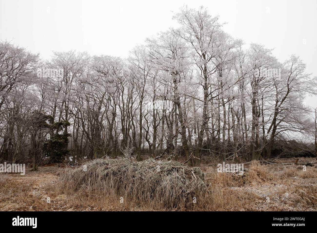 JURMO, REMOTE BALTIC SEA ISLAND, IN FREEZING FOG: A foggy winter day in ...