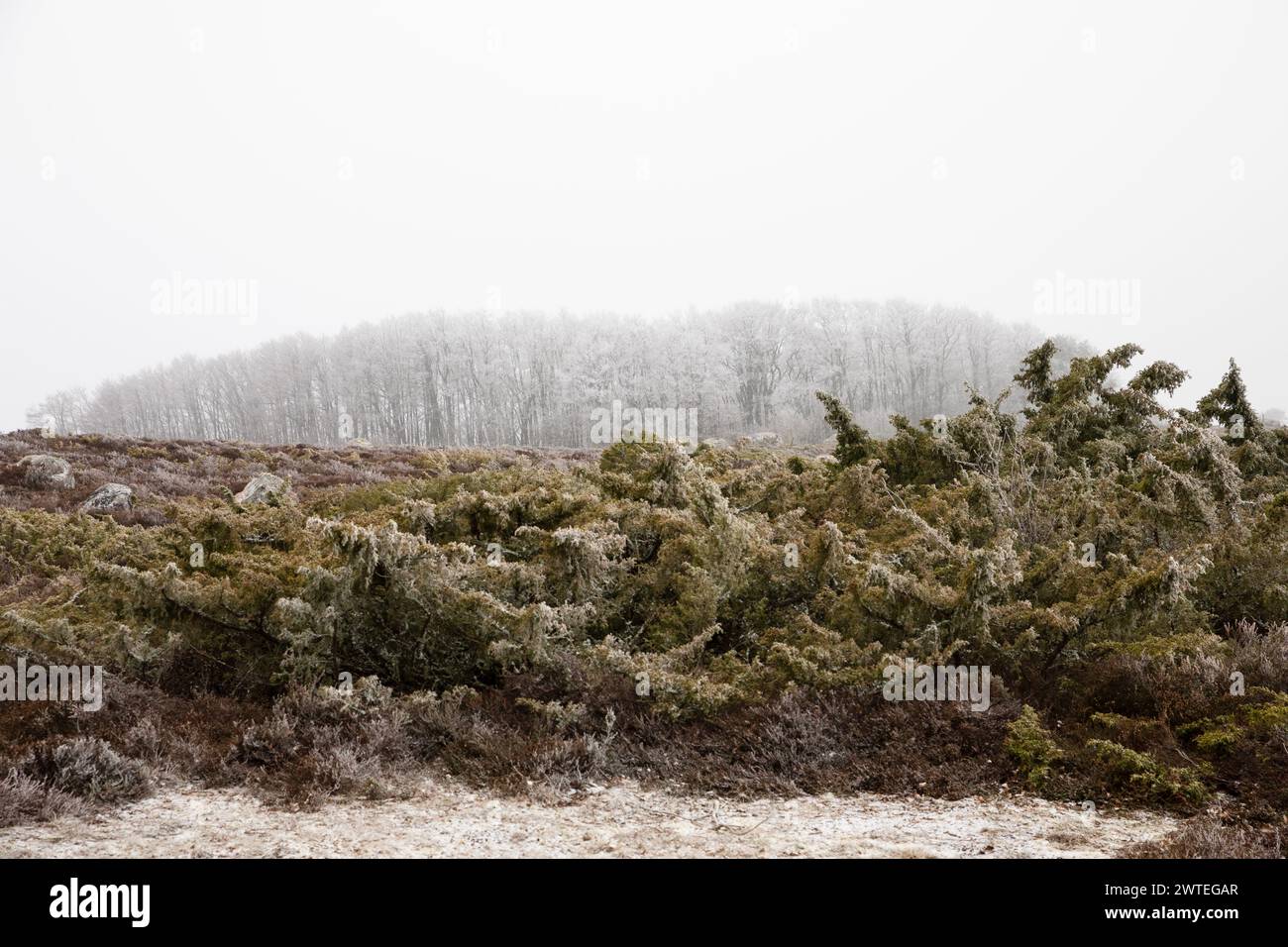 BARREN SPOOKY LANDSCAPE IN FREEZING FOG, JURMO, FINALND: A desolate ...
