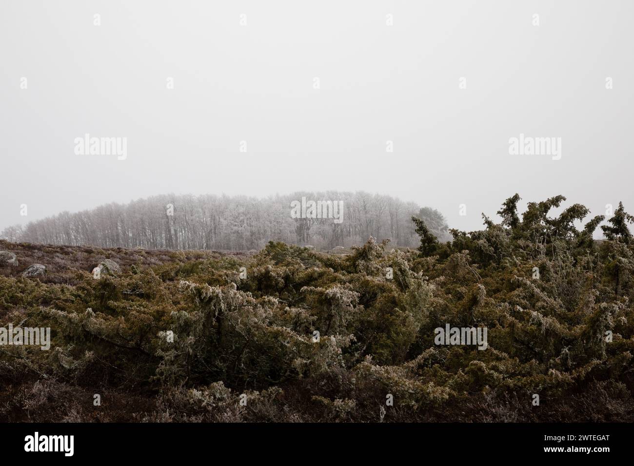 BARREN SPOOKY LANDSCAPE IN FREEZING FOG, JURMO, FINALND: A desolate ...