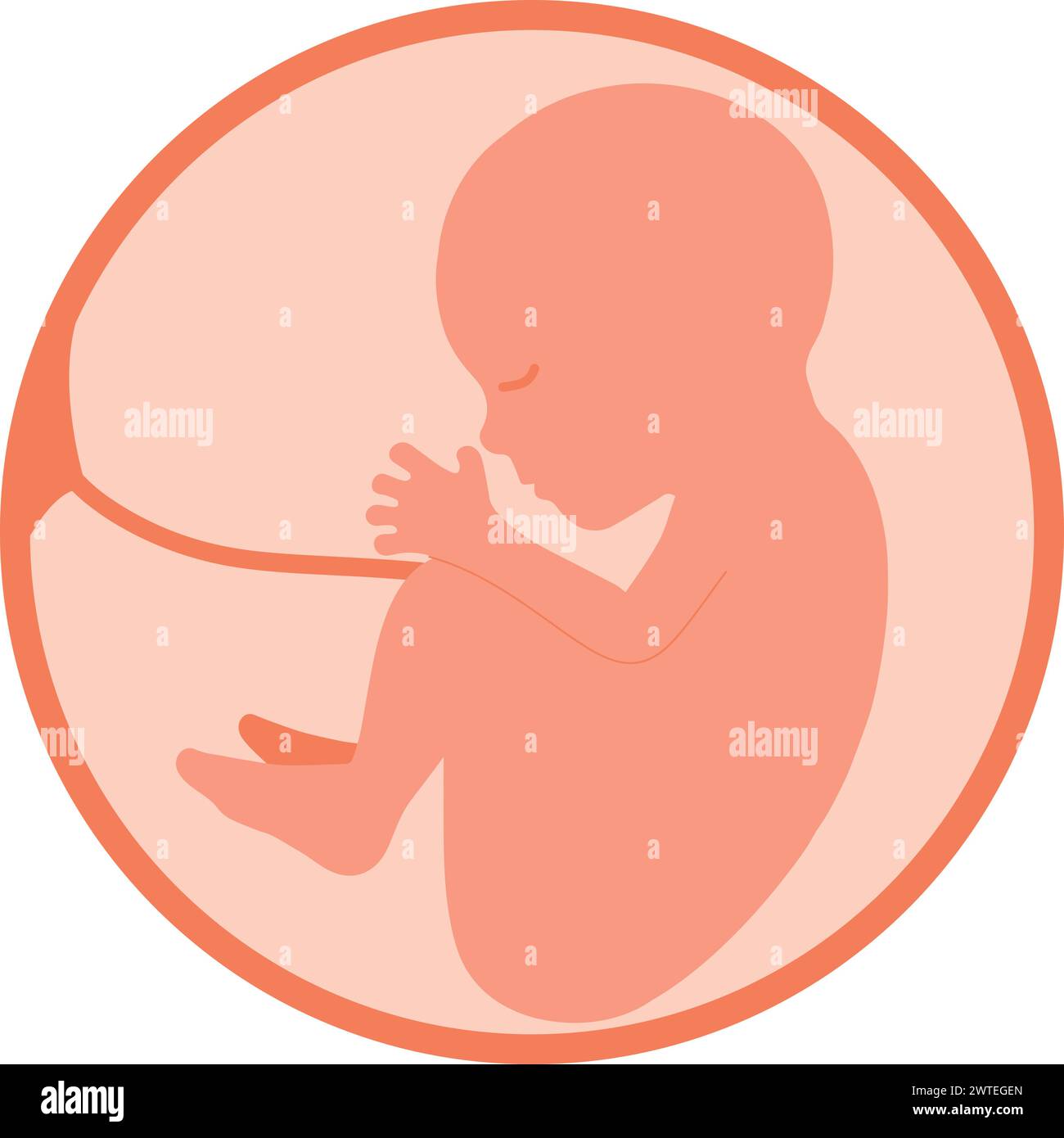 Baby in womb. Pregnancy and health of mother and baby inside. Fetus ...