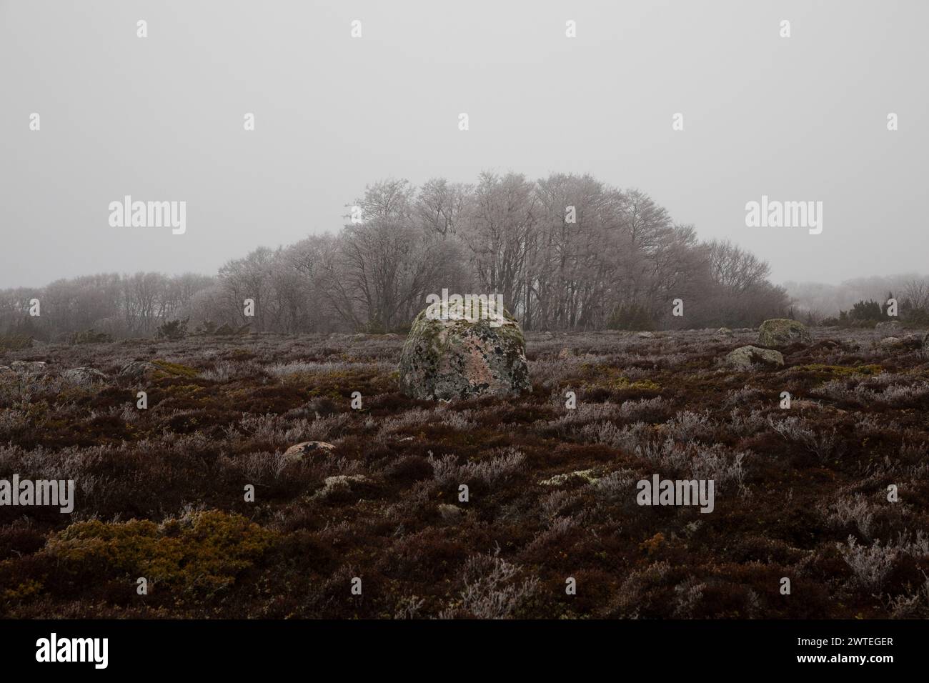 BARREN SPOOKY LANDSCAPE IN FREEZING FOG, JURMO, FINALND: A desolate ...